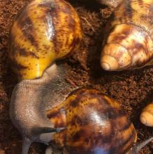 Archachatina Marginata Ovum – Hobby snail